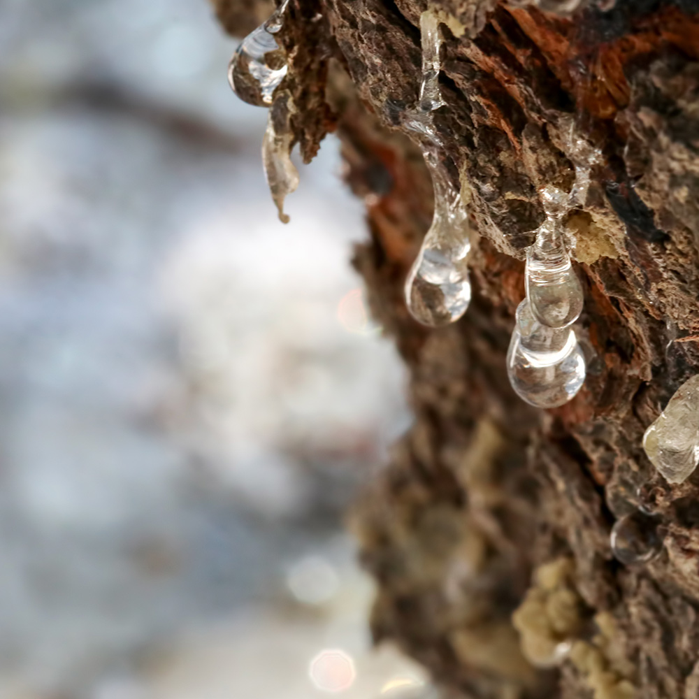 Ingredients – Simply the Best CBD